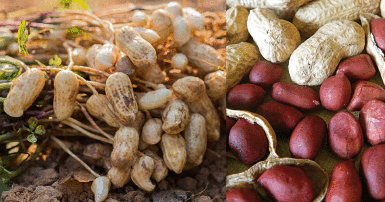 Guía Completa para el Cultivo de Maní: Desde la Siembra hasta la ...