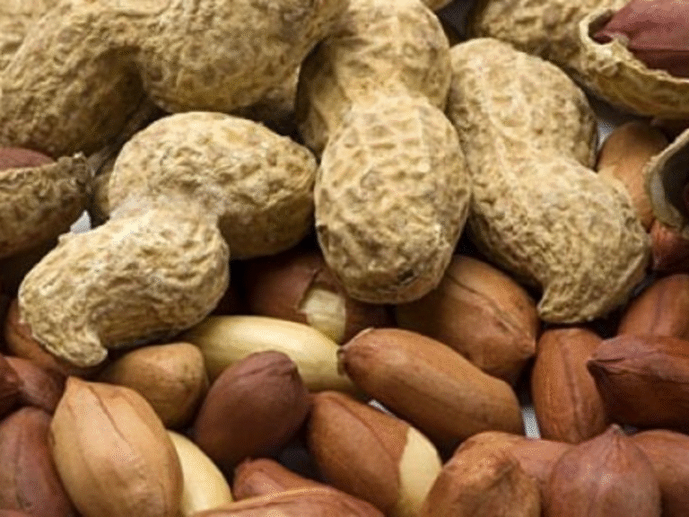 Guía Completa para el Cultivo de Maní: Desde la Siembra hasta la ...