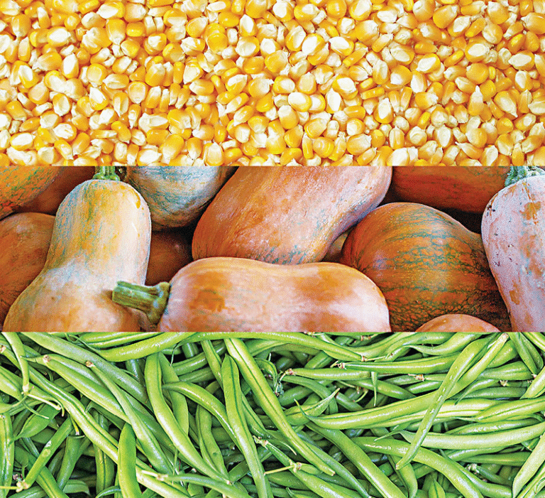 Guía Completa para Cultivar las Tres Hermanas: Maíz, Frijol y Calabaza ...
