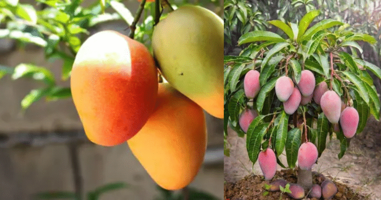 Guía Completa para Cultivar Mango: Técnicas y Beneficios - jardintruco.com